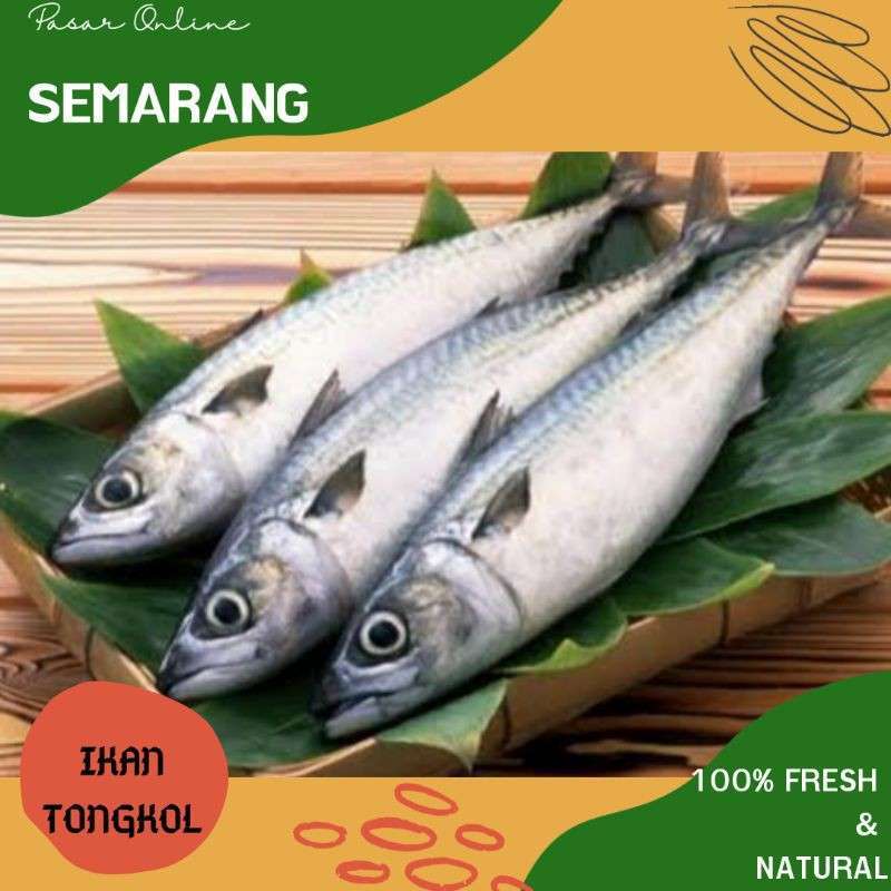 Jual Ikan Tongkol / Ikan Segar / Ikan Fresh / Ikan Hasil Laut / Bergizi ...