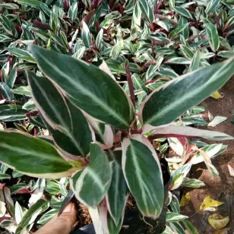 Promo Tanaman Hias Meranti Tricolor | Tanaman Hias Calathea Multicolor ...