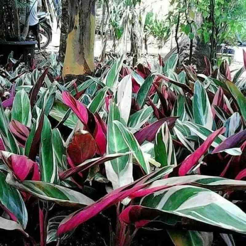 Promo Tanaman Hias Meranti Tricolor | Tanaman Hias Calathea Multicolor ...