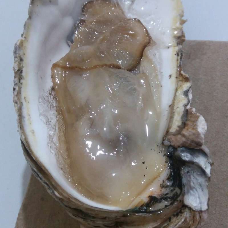 Promo Kerang Tiram Seafood Kerang Oyster Segar 1kg Halal Diskon 38% Di ...