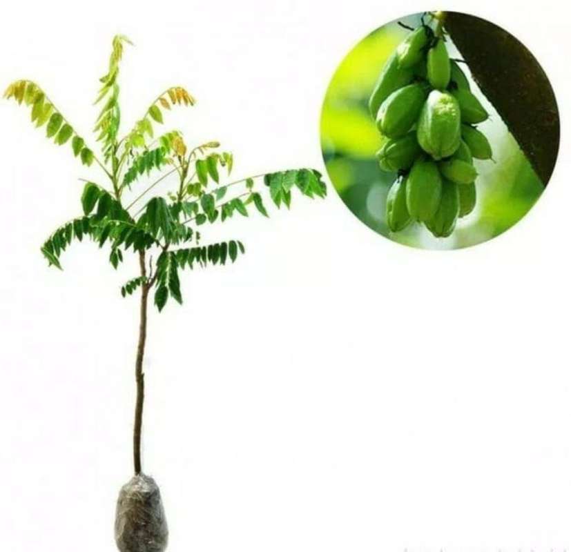 Pohon Belimbing