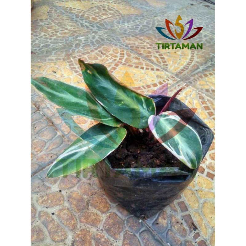 Promo Stromanthe Triostar (Meranti Bali) Diskon 3% di Seller TIRTAMAN ...