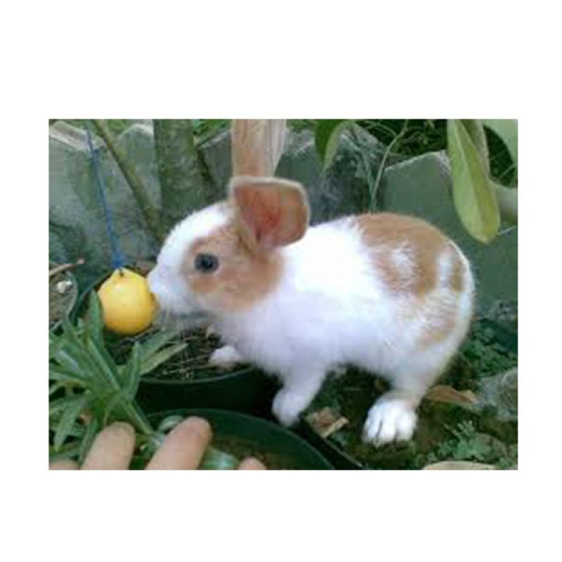 Jual Bfc Mini Farm Wisata Edukasi Untuk Anak Bintaro Di Seller Bfc Mini ...