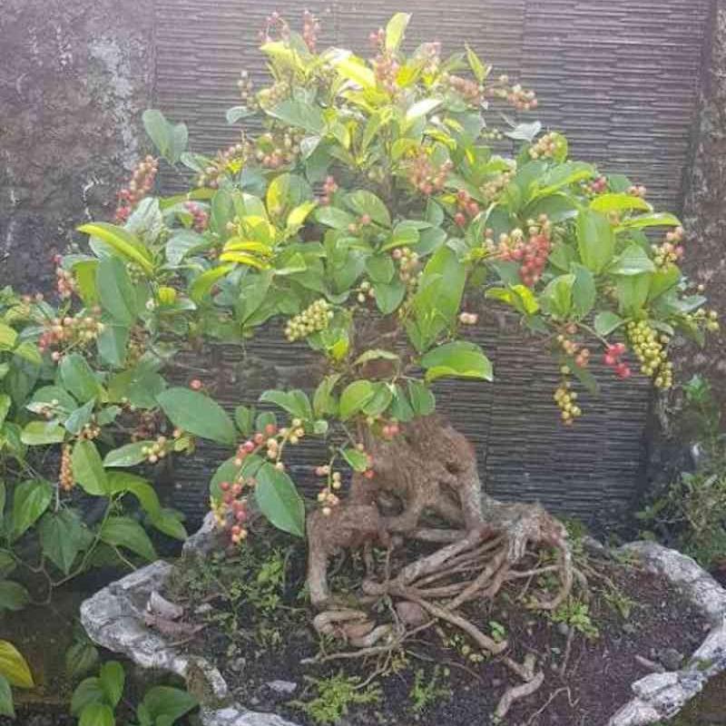 Bonsai Boni: Si Mungil Nan Elegan untuk Taman Sempurna! - Taman.co.id