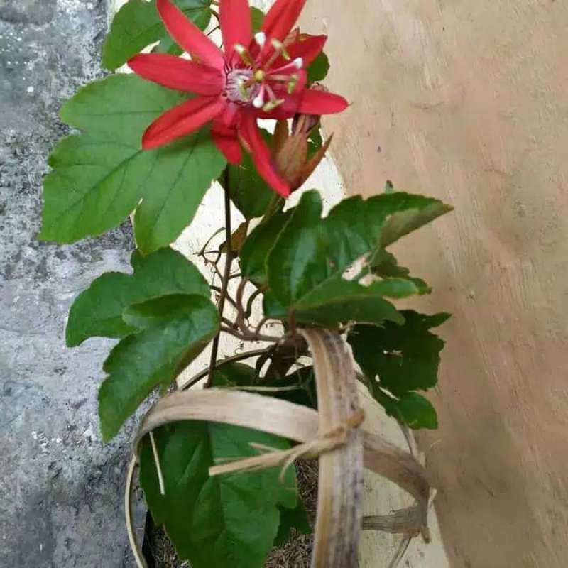 Jual Tanaman Rambat Bunga Original Murah - Harga Diskon Juli 2024 ...