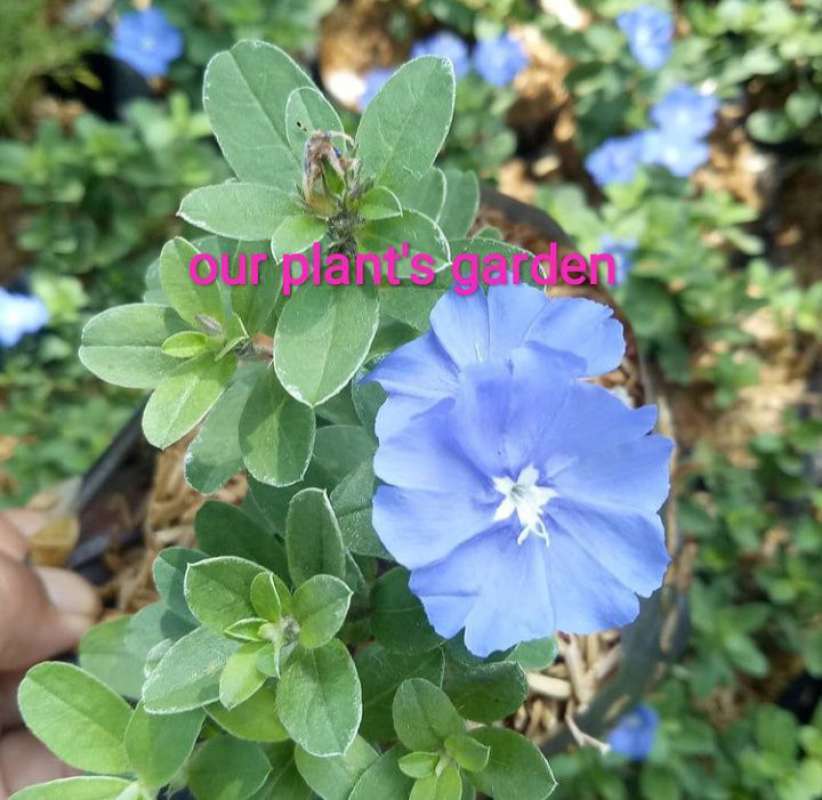 Jual Bunga Baby Blue Eyes-bunga blue eyes-tanaman hias hidup-promo di ...