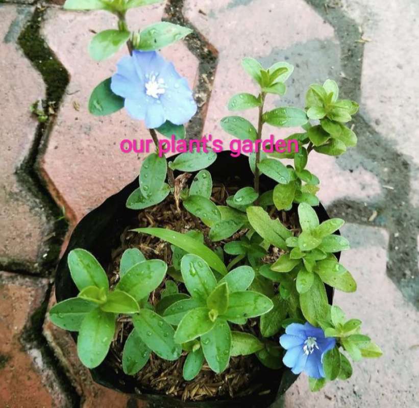 Jual Bunga Baby Blue Eyes-bunga blue eyes-tanaman hias hidup-promo di ...