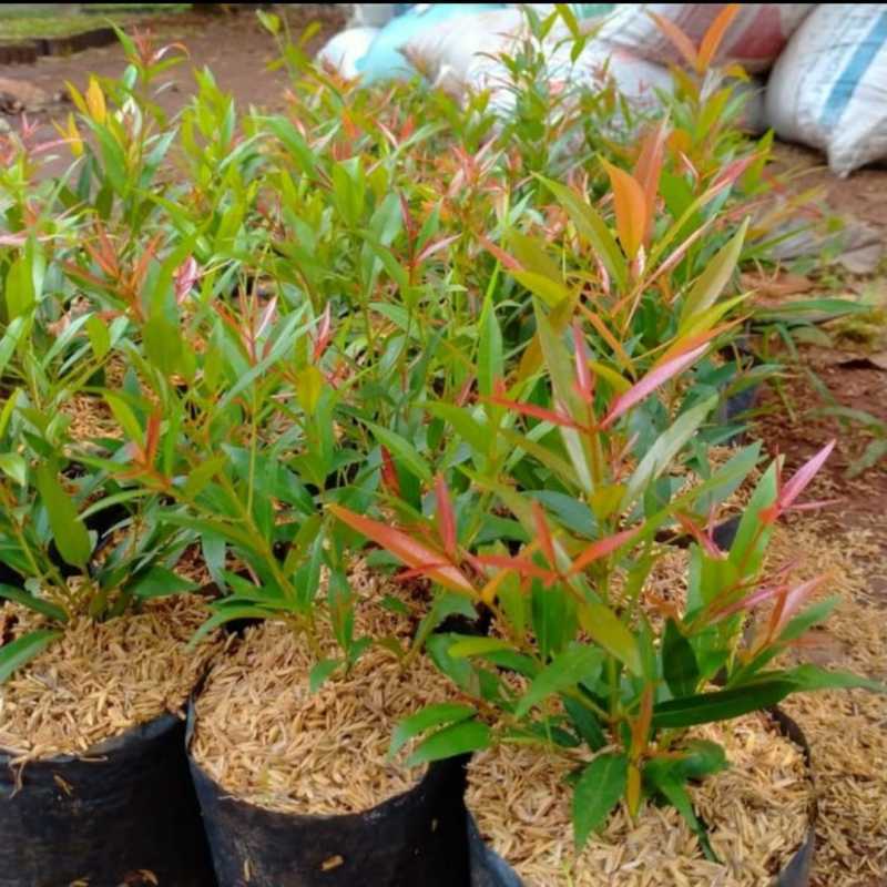 Pohon Pucuk Merah - Harga Agustus 2024 | Blibli