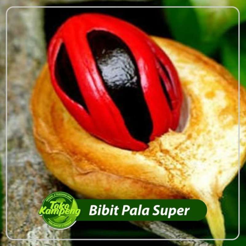 Jual BIBIT BENIH BUAH PALA UNGGUL SIAP TANAM - BIJI BENIH PALA di ... Jual BIBIT BENIH BUAH PALA UNGGUL SIAP TANAM - BIJI BENIH PALA di ...