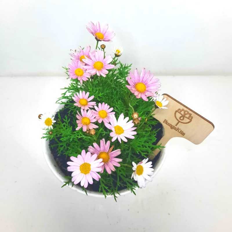 Jual Tanaman Daisy Original Murah - Harga Diskon Mei 2024 | Blibli.com
