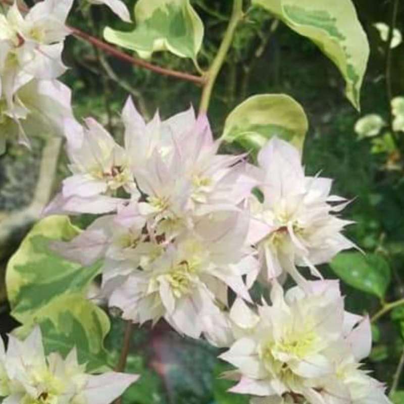 Jual Bunga Bougenville Hawai Cerryblosom Bunga Tumpuk Di Seller Gus