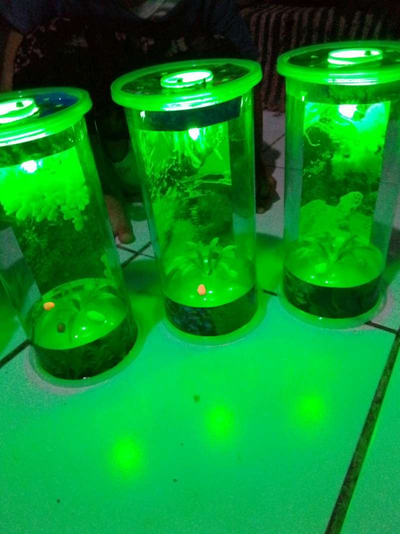 Jual Aquarium Tabung Bulat JUMBO Mika Cocok Ikan Cupang Guppy - D 17cm ...