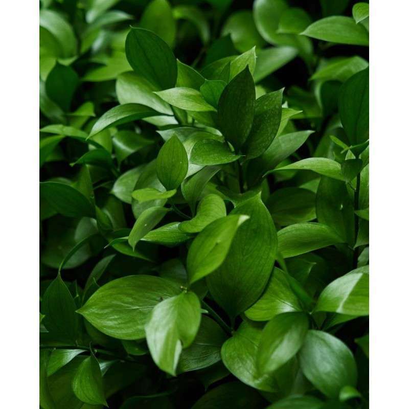 Tanaman Hias Daun - Harga Terbaru Juli 2024 | Blibli