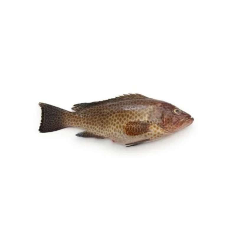 Jual Kerapu hitam 1kg di Seller Ranch Market Galaxy Mall Official Store ...
