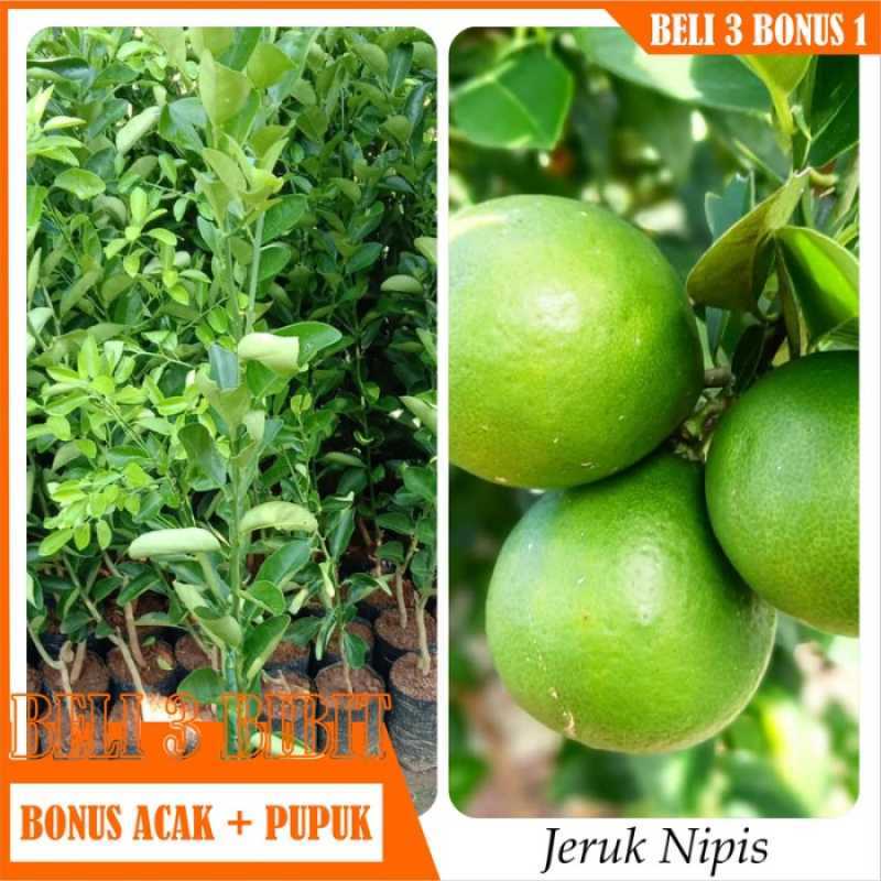 Jual Bibit Tanaman buah Jeruk Nipis di Seller griya bibit3 - Pohkecik ...