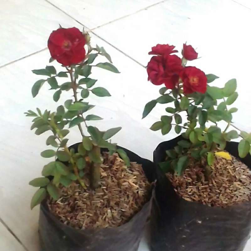 Jual Bibit Bunga mawar Baby rose kelopak besar dan rimbun - Putih di ...