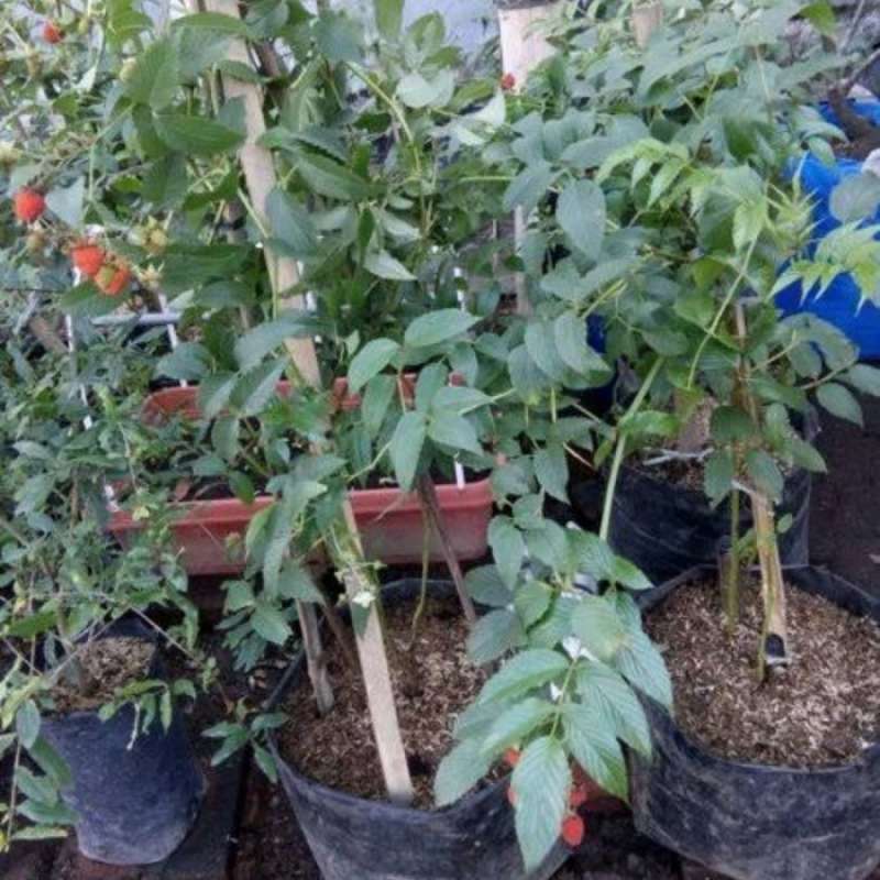 Jual Bibit tanaman rasbery/Pohon buah rasberry di Seller bibit kitaa ...
