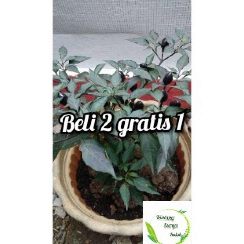 Jual bibit tanaman buah/pohon cabe ungu di Seller tanisubur02 ...