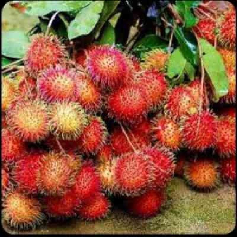 Jual benih bibit tanaman buah rambutan si batuk ganal di Seller ...