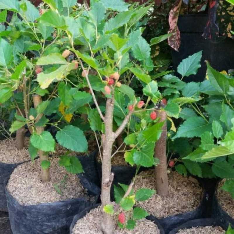 Jual Obral bibit tanaman buah murbei / pohon murbei / tanaman murbey di ...