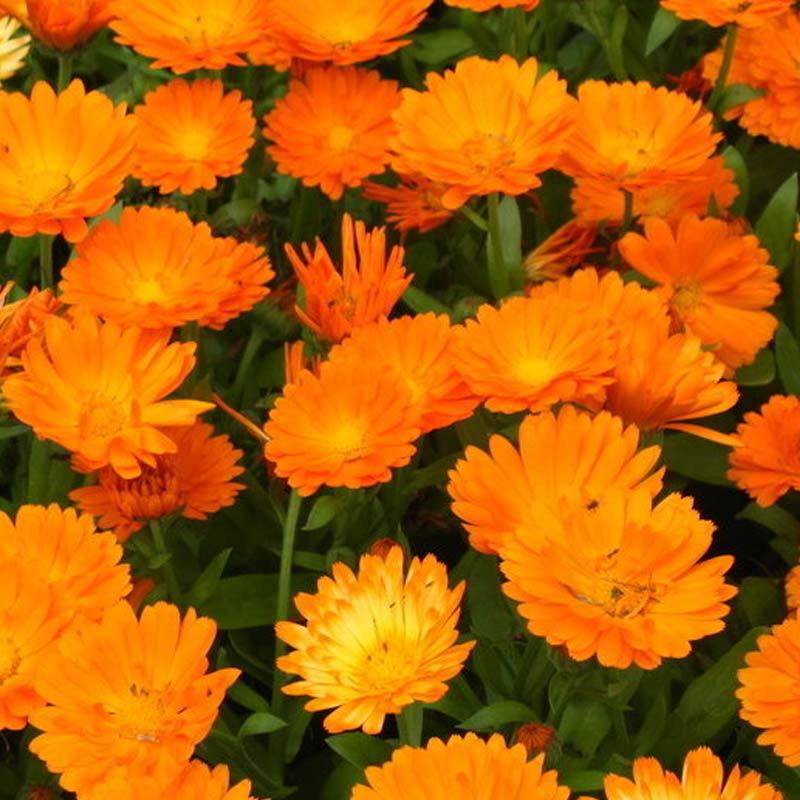 Rangkuman Contoh Gambar Bunga Calendula yang Wajib Diketahui ...