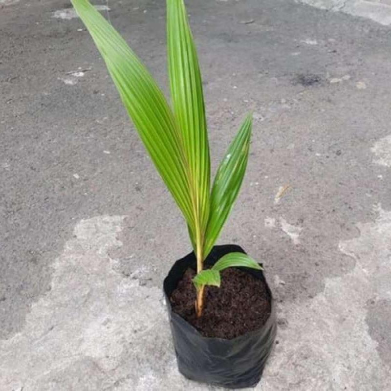 Jual Bibit Kelapa Gading Pohon Kelapa Kuning Di Seller Agrotanaman45 ...