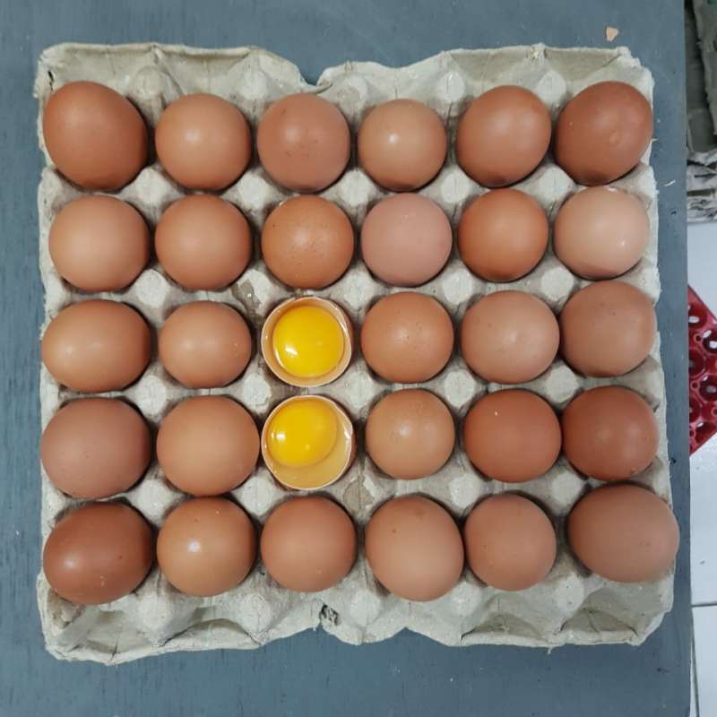 Telur Ayam 🔥 - Harga Termurah & Terbaru Mei 2026