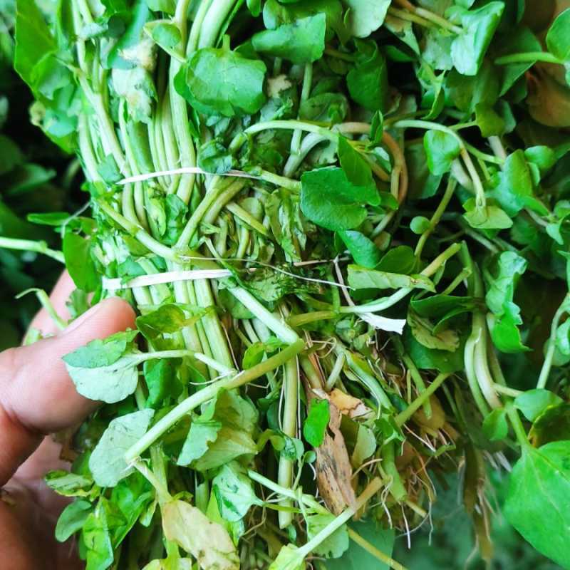 Jual daun selada air - 1 ikat di Seller Enka Online - Kota Makassar ...