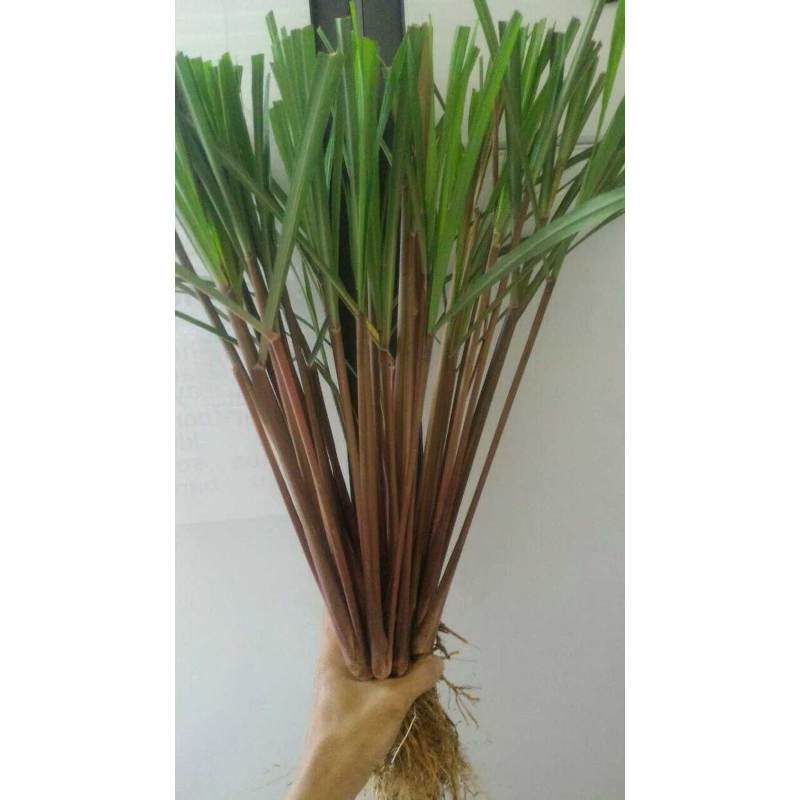 Promo SEREH WANGI SEGAR 1KG SERAI MERAH LANANG HERBAL BERKHASIAT Diskon ...