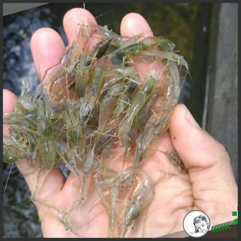 Jual udang hidup pakan ikan predator di Seller Shezanol - Bojong Sari ...
