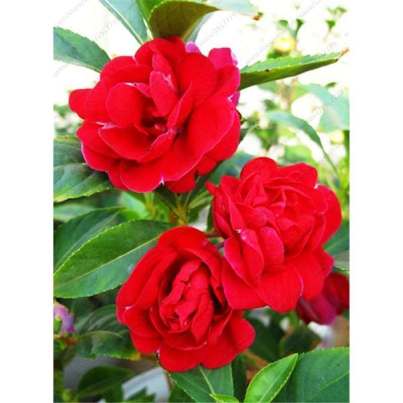 Jual Tanaman Hias - Bunga Pacar Air Merah (Impatiens Balsamina) BUKAN ...