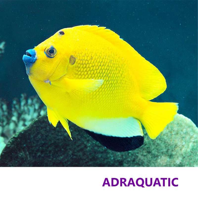 Jual Ikan Hias Air Laut Angel Asli Threespot Flagfin Angelfish Di ...