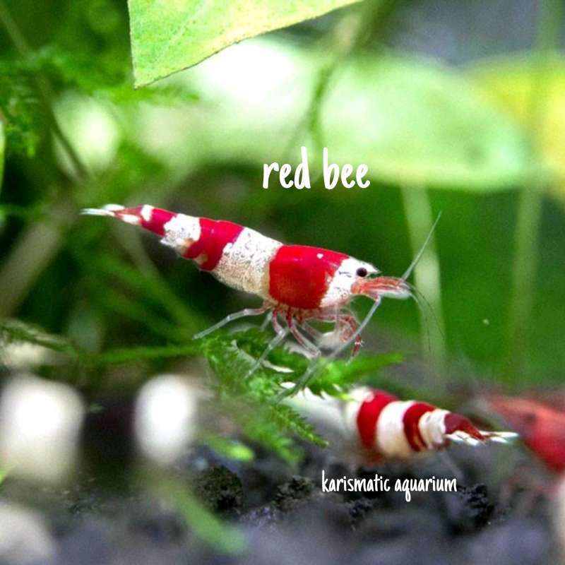 Promo udang hias red bee hiasan aquascape aquarium Diskon 39% di Seller ...