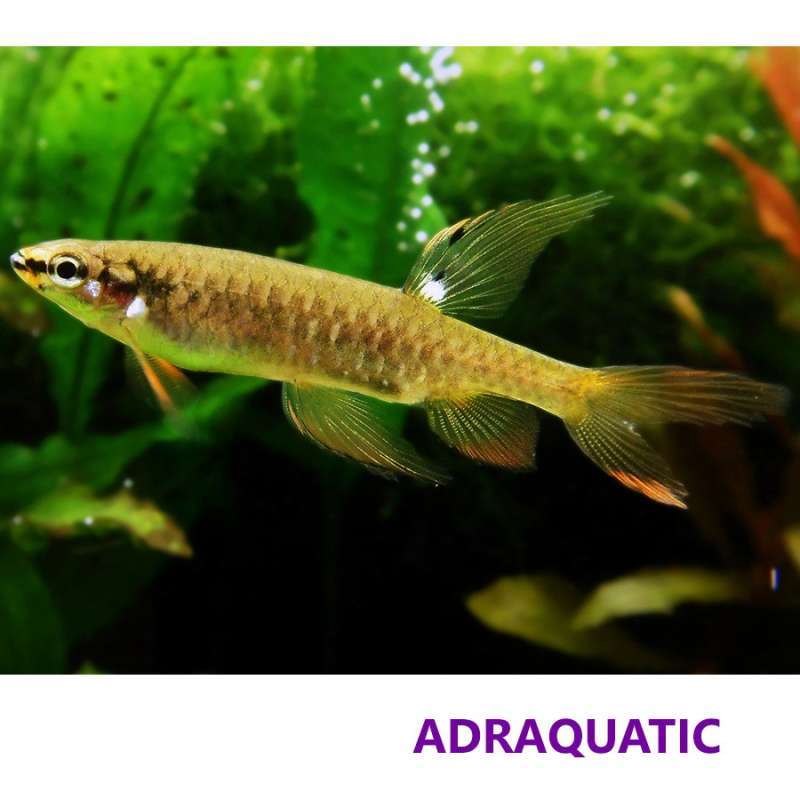Jual Ikan Hias Copella Arnoldi Splash Tetra Splashing Air Tawar Di ...