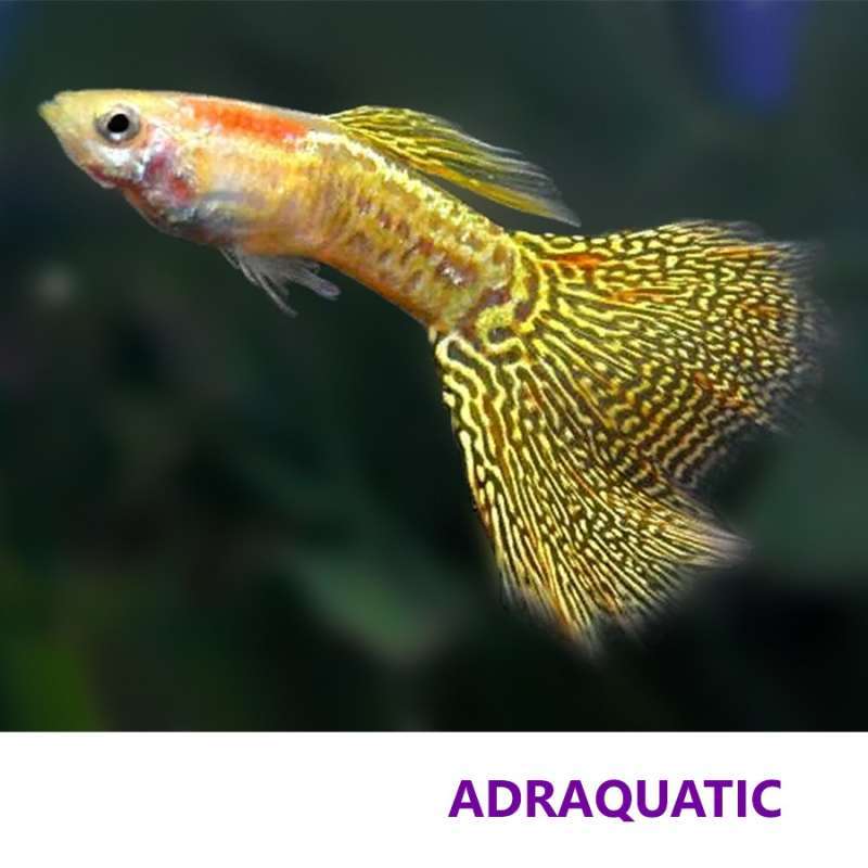 Jual Ikan Hias Guppy Golden Cobra Air Tawar Di Seller Adraquatic Official Store - Paledang, Kota ...