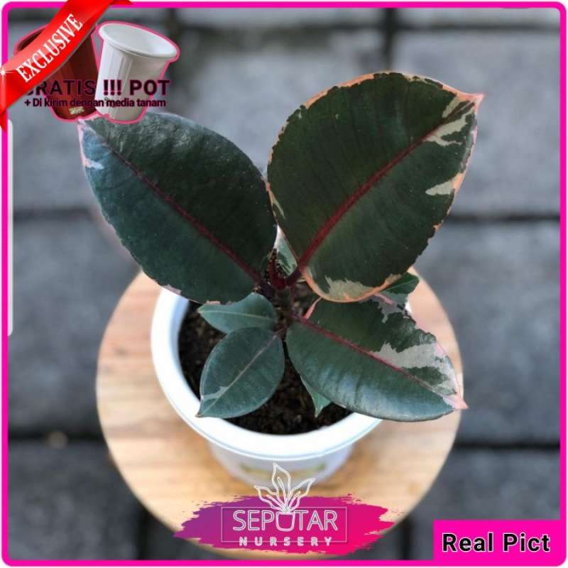 Jual tanaman hias ficus elastica ruby - tanaman karet kebo ruby - Pot ...