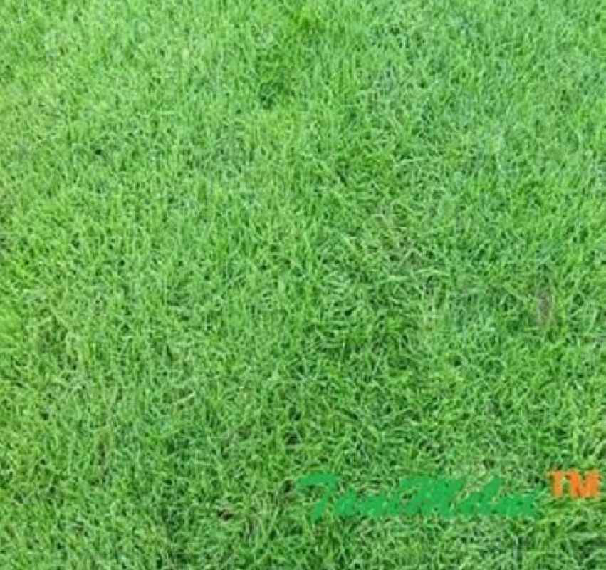 Jual Rumput Gajah Paitan Original Murah - Harga Diskon Juli 2024 ...