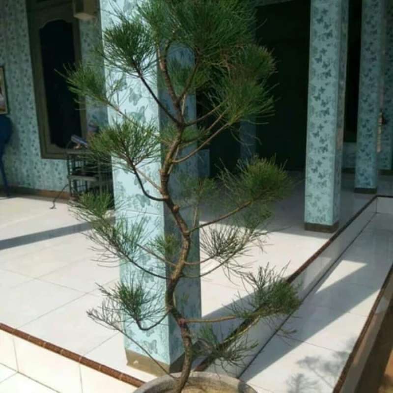 Jual _ Bibit Bonsai Cemara Udang / Pohon Bonsai Cemara Udang - Tanaman ...