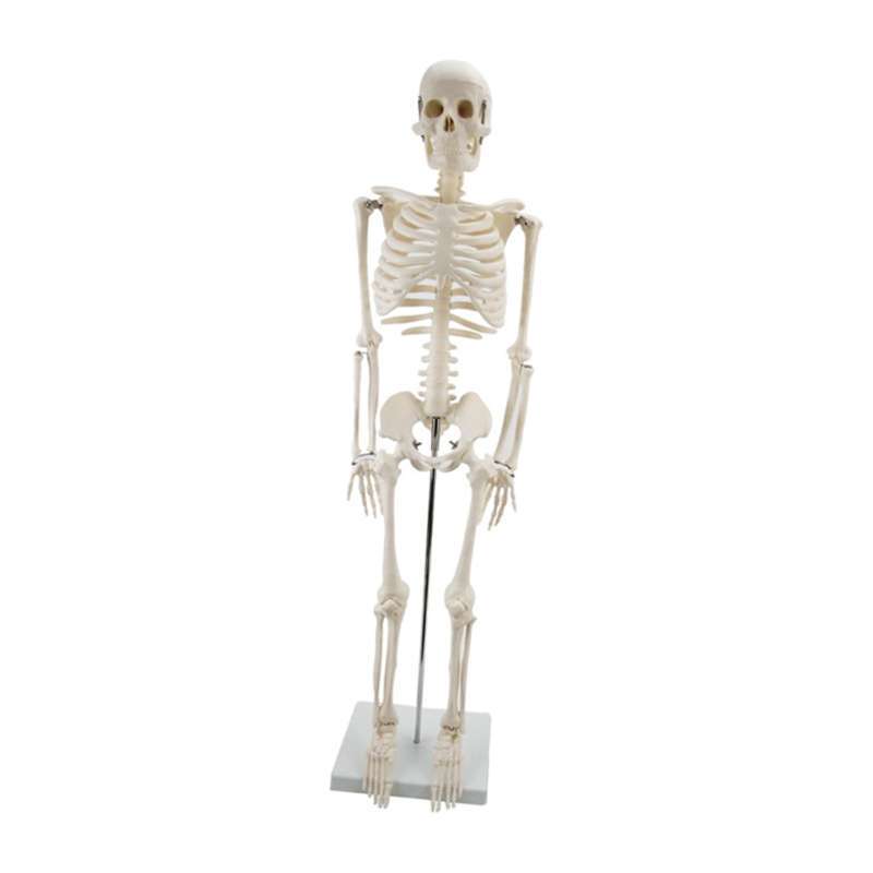 Promo Skeleton Model 85cm for Teaching Aid Study Anatomy Rectangular ...