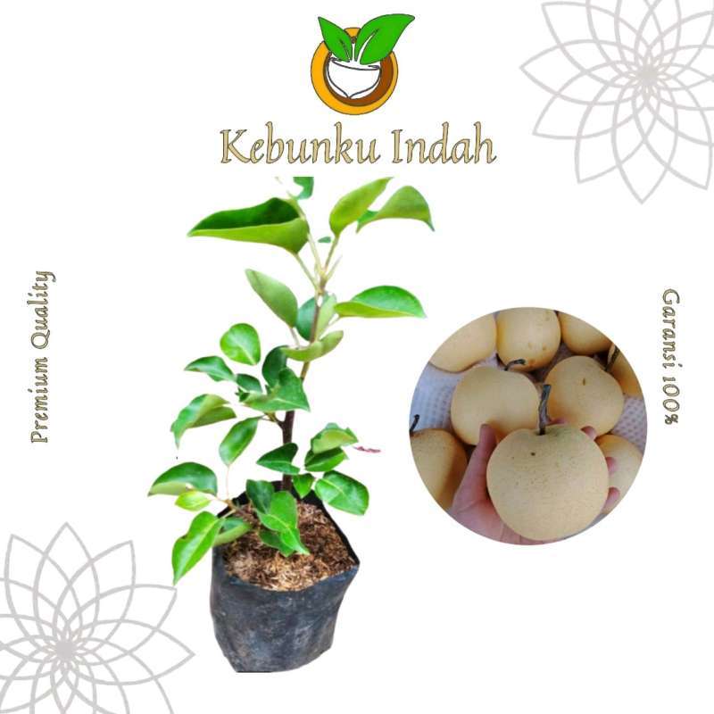 Promo Bibit Buah Pir Pear Madu Cangkok Diskon 45% Di Seller Kebunku ...