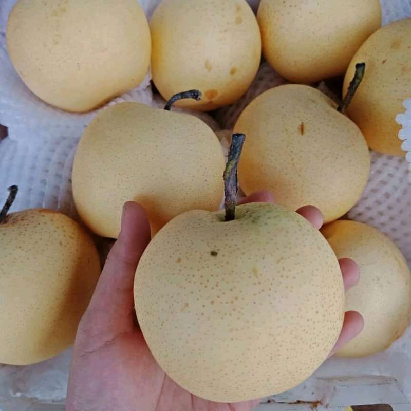 Promo Bibit Buah Pir Pear Madu Cangkok Diskon 45% Di Seller Kebunku ...