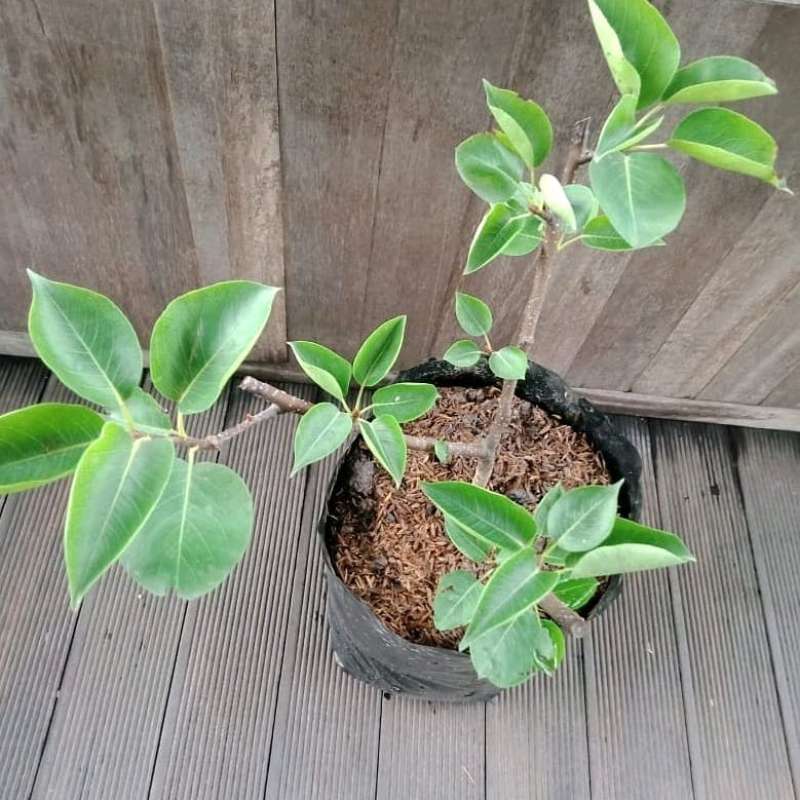 Promo Bibit Buah Pir Pear Madu Cangkok Diskon 45% Di Seller Kebunku ...