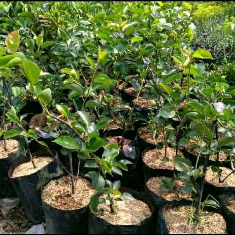 Promo Bibit Buah Pir Pear Madu Cangkok Diskon 45% Di Seller Kebunku ...