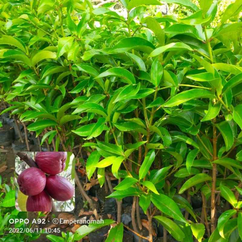 Jual Jambu Jamaika Merah 💯 Harga Murah & Kualitas Terbaik Juni 2026