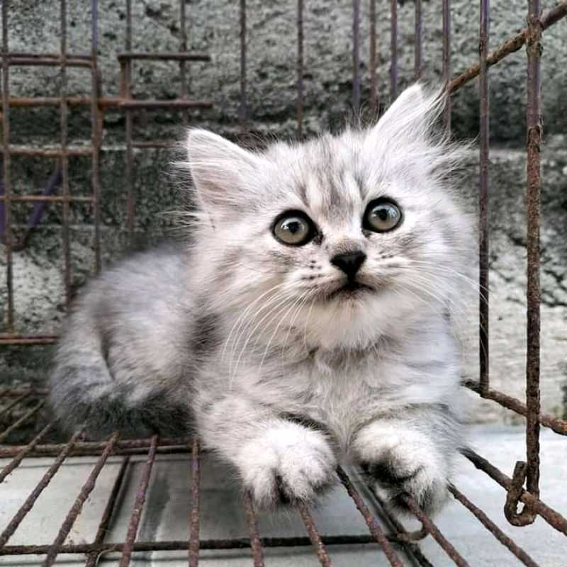 Kucing Persia Medium Putih