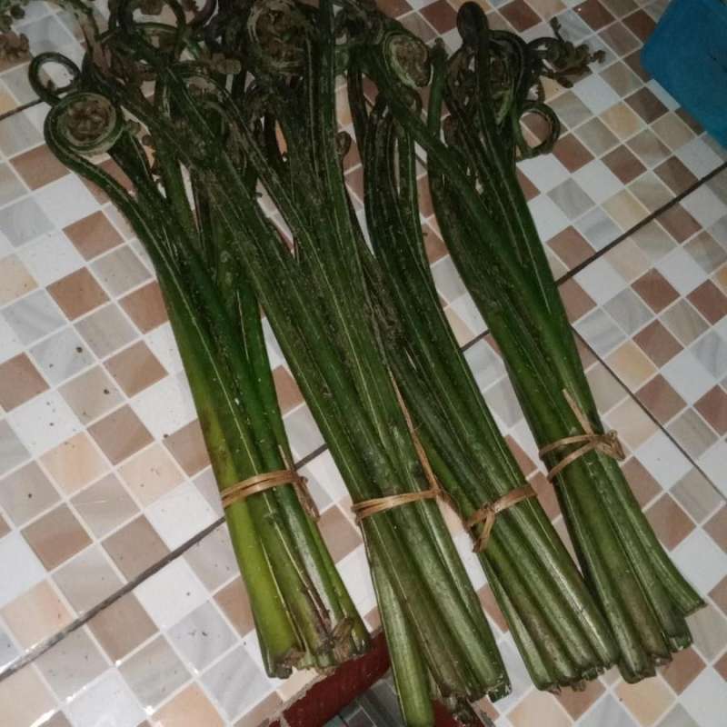 Jual Sayur Pakis Segar/Ikat Halal di Seller rival herbal - Dermaji, Kab ...
