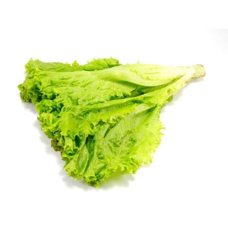 Jual Selada Keriting Fresh Pecel Gado gado 250gr Sayuran Segar Lalapan ...