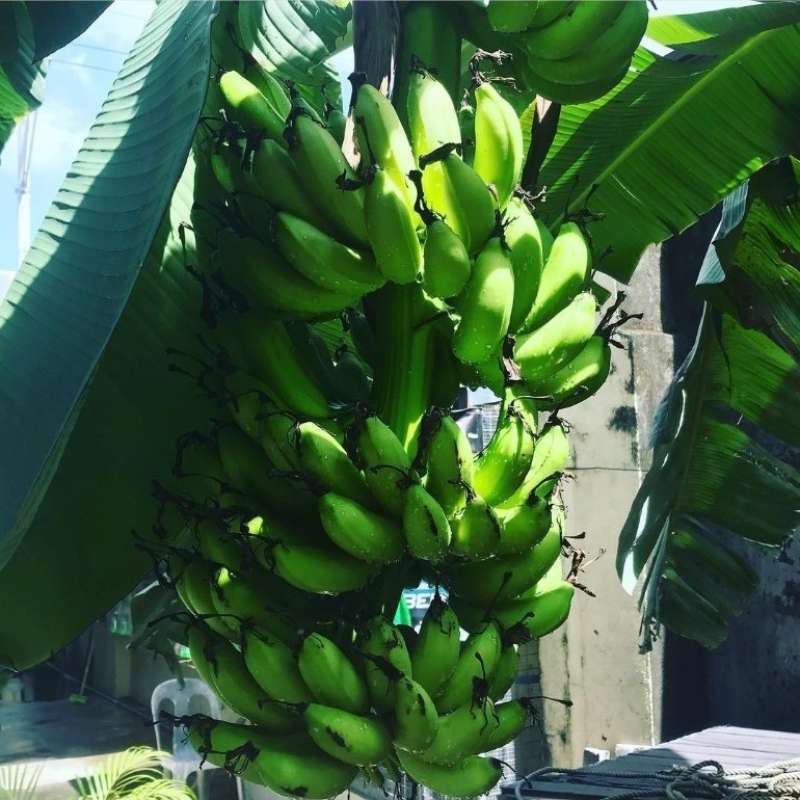 Jual Bibit pisang raja sereh/ kawesto/ susu/ koja/ raja palembang ...