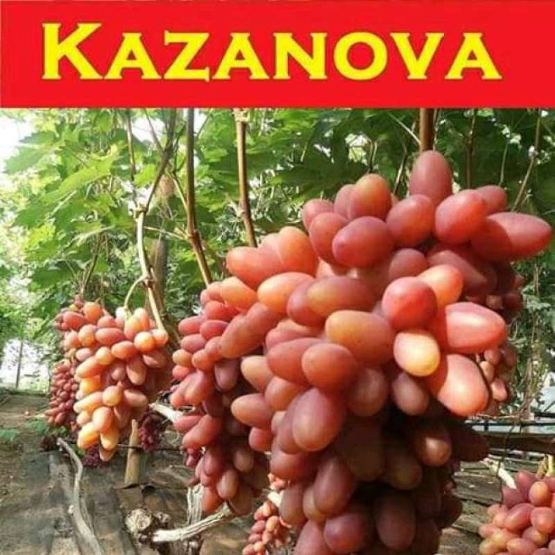 Promo Bibit Tanaman Anggur Import Kazanova Super Unggul Cepat Berbuah ...