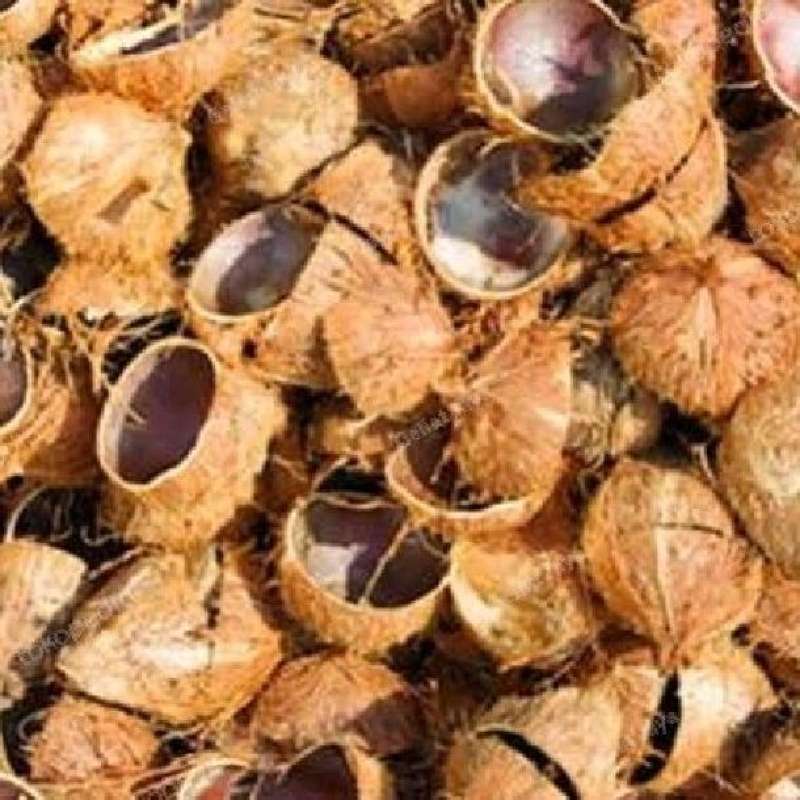 Jual Tempurung Kelapa 1 Kg Di Seller Geliat Jaya Store - Karangpawitan ...